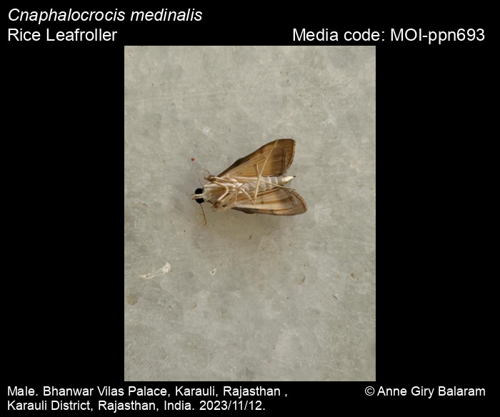 Cnaphalocrocis medinalis (Guenée, 1854) - Rice Leafroller | Moths